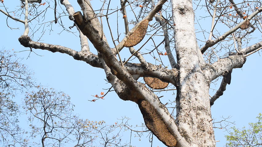 beehive on big tree forest Stock Footage Video (100% Royalty-free ...
