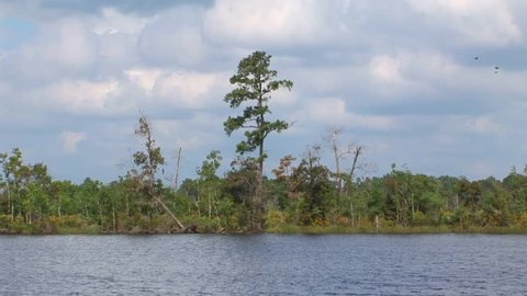 Cypress Trees Louisiana Bayou Cypress Trees Stock Footage Video (100% ...