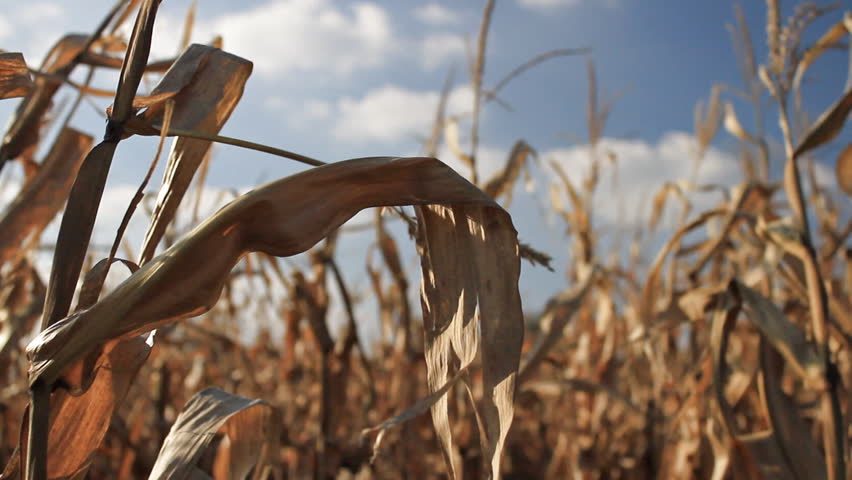 inside corn field twilight Stock Footage Video (100% Royalty-free ...