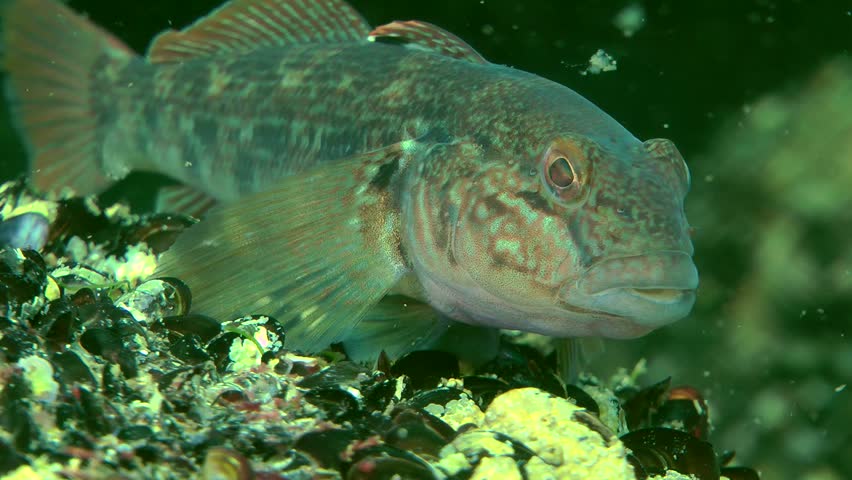 Marine Invasive Species Round Goby Stock Footage Video (100% Royalty ...