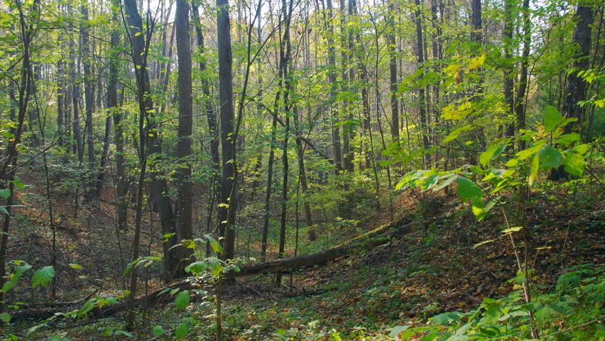 Autumn Deciduous Forest Panning Background Stock Footage Video (100% ...