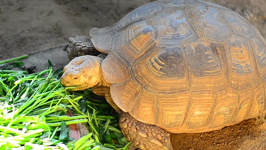 Head of the Painted Turtle - Chrysemys picta image - Free stock photo ...