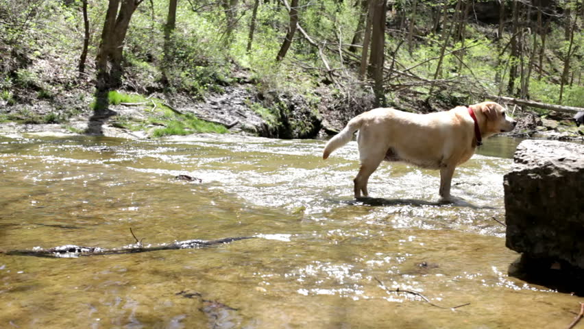 Small Dog Chasing Stick in Stock Footage Video (100% Royalty-free ...