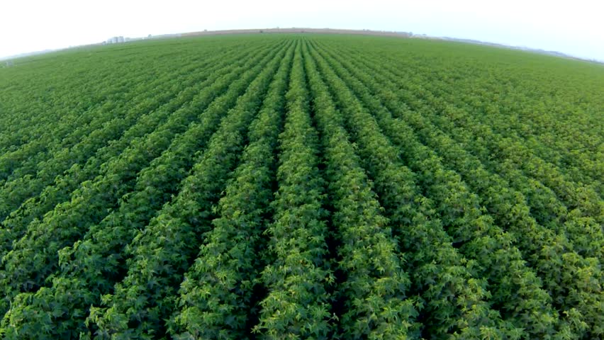 aerial view field young green cotton Stock Footage Video (100% Royalty ...