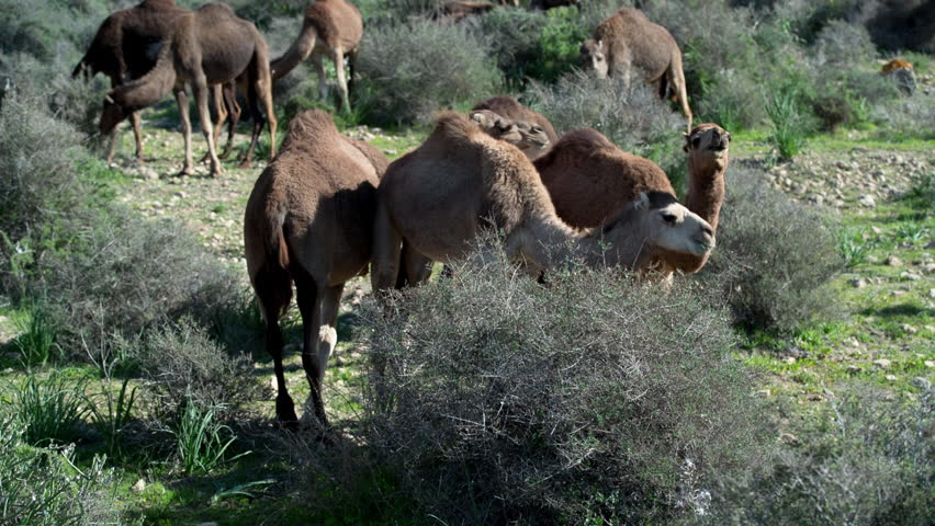 A Large Group of Camels Stock Footage Video (100% Royalty-free) 9097223 ...