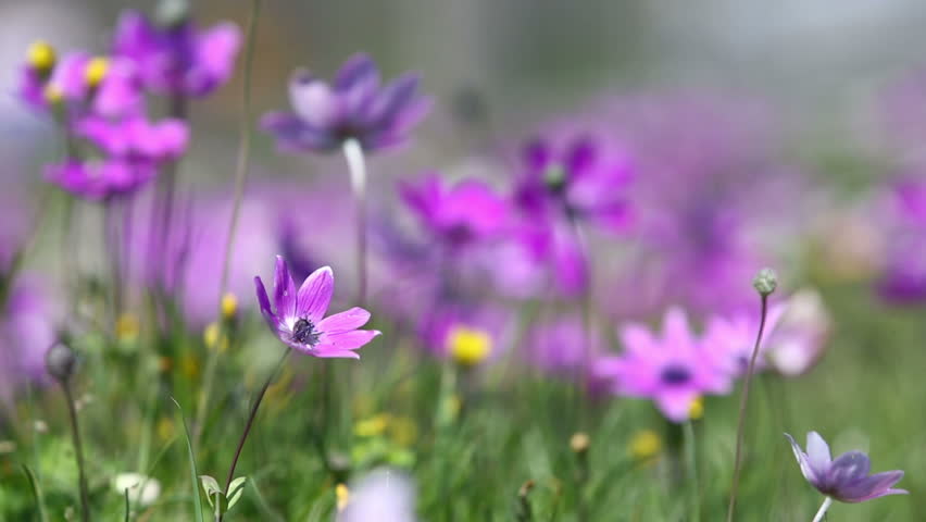 grecian windflower anemone blanda 'blue shades' Stock Footage Video ...