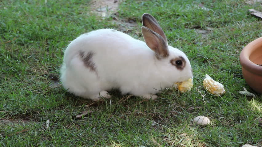 white rabbit eating corn Stock Footage Video (100% Royalty-free ...