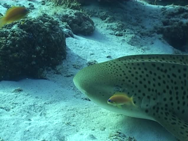 Zebra Shark Close-up @ Snapper Stock Footage Video (100% Royalty-free ...