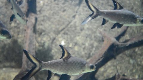 Bala Shark Tricolor Shark Silver Shark Stock Footage Video (100% ...