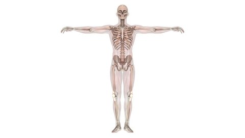 Human Body Skeleton Arms Wide Animation Stock Footage Video (100% ...