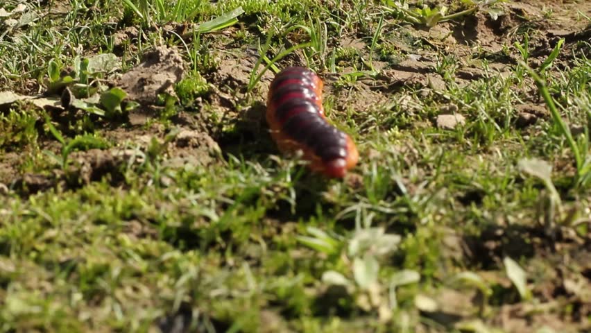 colored worm moving fast on grass Stock Footage Video (100% Royalty ...