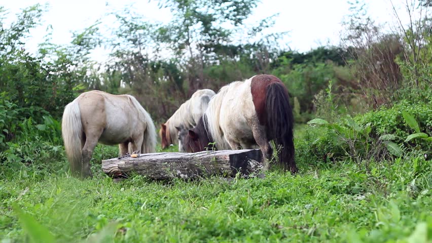 ponies eating kale farm Stock Footage Video (100% Royalty-free) 9164108 ...