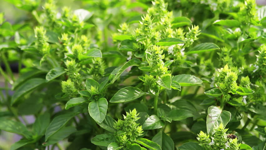 tilt over basil plant Stock Footage Video (100% Royalty-free) 916456 ...