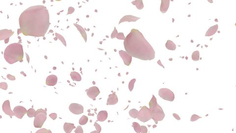 Rose Flower Petals Fluttering Background Stock Footage Video (100% ...