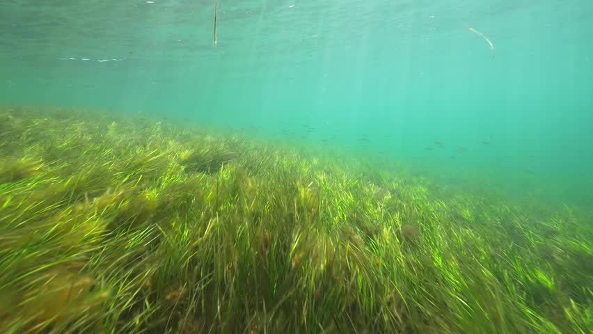 Sea Grass Meadows Underwater Seagrass. Stock Footage Video (100% ...