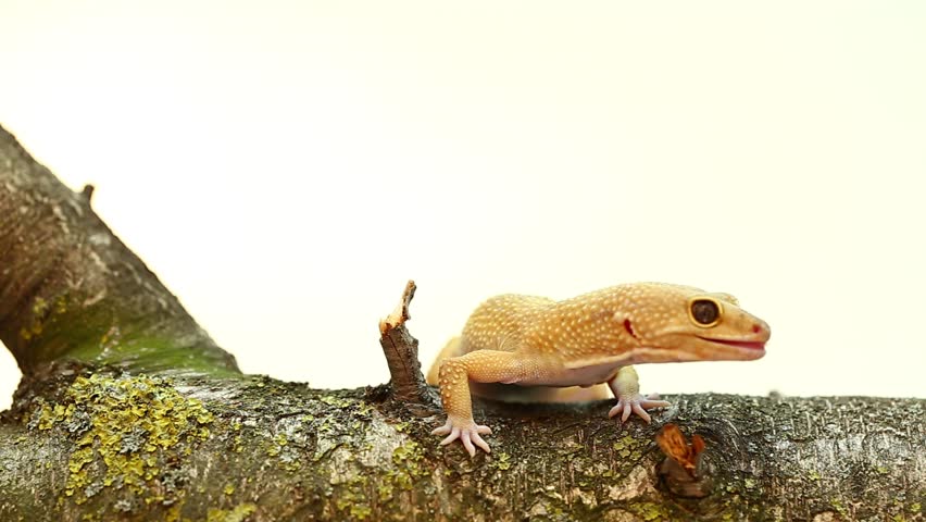 yellow orange spotted leopard gecko on Stock Footage Video (100% ...