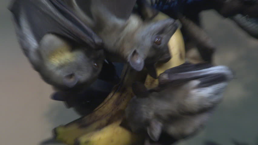 fruit bats fighting over their delicious Stock Footage Video (100% ...