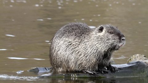 Wild Nutria Female Hygiene Stock Footage Video (100% Royalty-free ...
