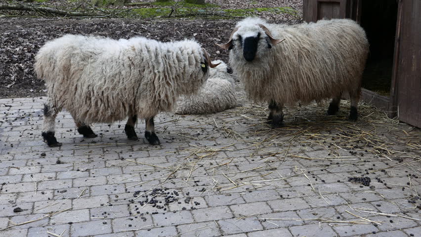 two white fur black skin sheep Stock Footage Video (100% Royalty-free ...