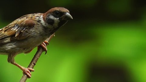 Philippine Maya Bird Eurasian Tree Sparrow Stock Footage Video (100% ...