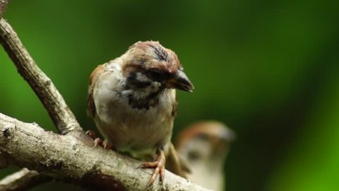 Philippine Maya Bird Eurasian Tree Sparrow Stock Footage Video (100% ...