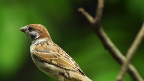 Philippine Maya Bird Eurasian Tree Sparrow Stock Footage Video (100% ...