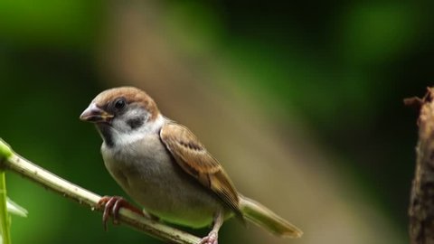 Philippine Maya Bird Eurasian Tree Sparrow Stock Footage Video (100% ...