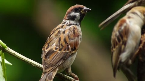 Philippine Maya Bird Eurasian Tree Sparrow Stock Footage Video (100% ...