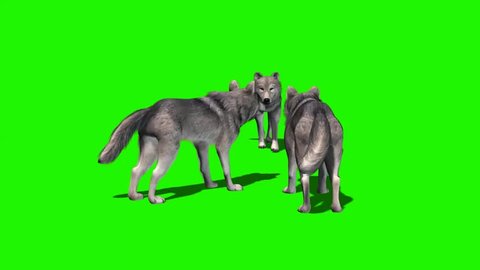 animated pack six wolves running three Stock Footage Video (100% ...