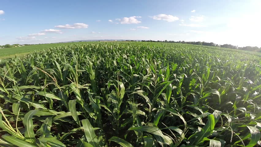 Aerial Flight Over Corn Filed Stock Footage Video (100% Royalty-free ...