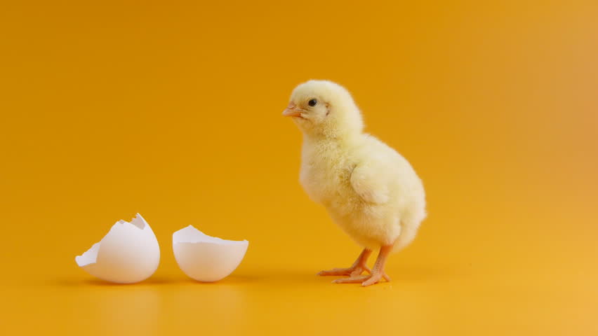 HATCHING-EGG Footage, Videos and Clips in HD and 4K - Avopix.com