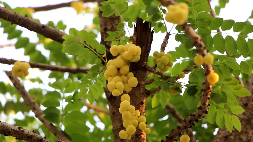 star gooseberry Stock Footage Video (100% Royalty-free) 9239804 ...