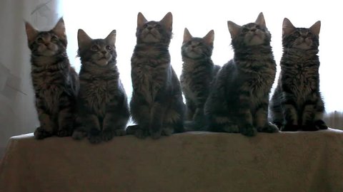 Cat moving head Stock Video Footage - 4K and HD Video Clips | Shutterstock