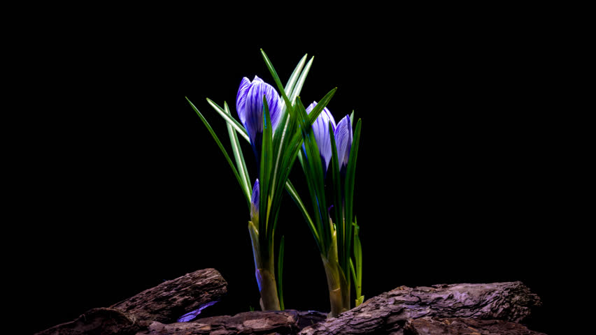 Crocus Flowers are Disclosed On Stock Footage Video (100% Royalty-free ...