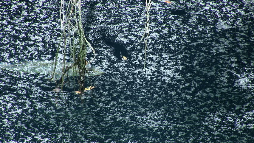 fish river main cave lucayan national Stock Footage Video (100% Royalty ...