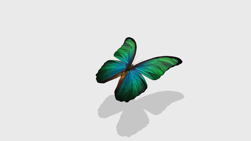 Animation Butterfly Alpha Channel Looped Stock Footage Video (100% ...