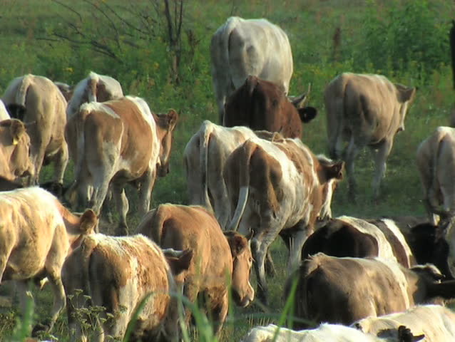 Heard of Cows Stock Footage Video (100% Royalty-free) 928378 | Shutterstock