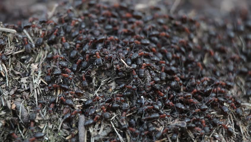 Close up of Ant Colony Stock Footage Video (100% Royalty-free) 9289043 ...