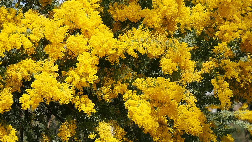 spring yellow acacia tree park barcelona Stock Footage Video (100% ...