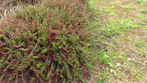 Cranberry Mossberry Berry Plants Grow Garden Stock Footage Video (100% ...