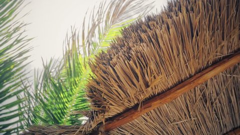Palapa Made Palm Tree Leaves Caribbean Stock Footage Video (100% ...