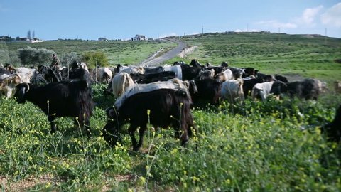 Herd Goats Southern Lebanon Southern Lebanon Stock Footage Video (100% ...