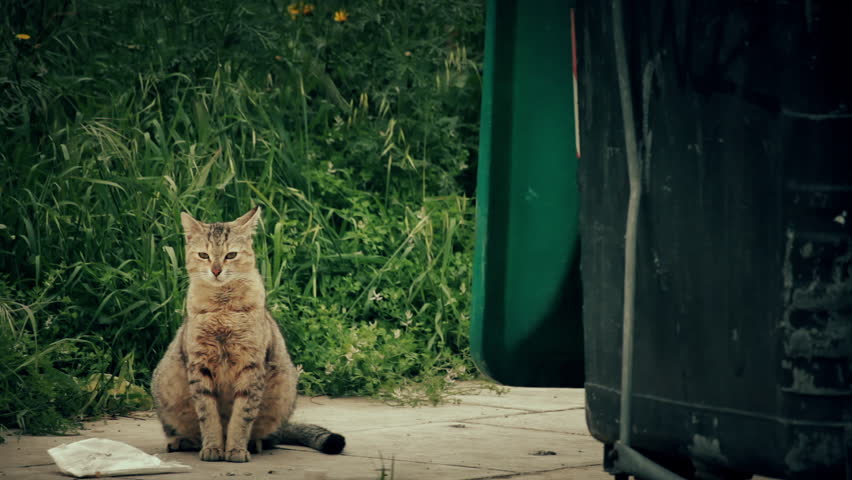 Stray Alley Cats On a Stock Footage Video (100% Royalty-free) 9374192 ...