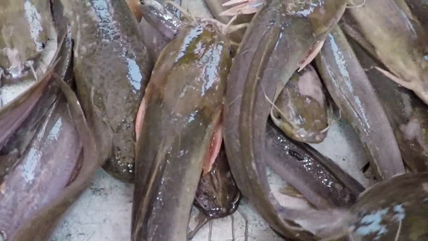 Cat Fishes in Fish Market Stock Footage Video (100% Royalty-free ...