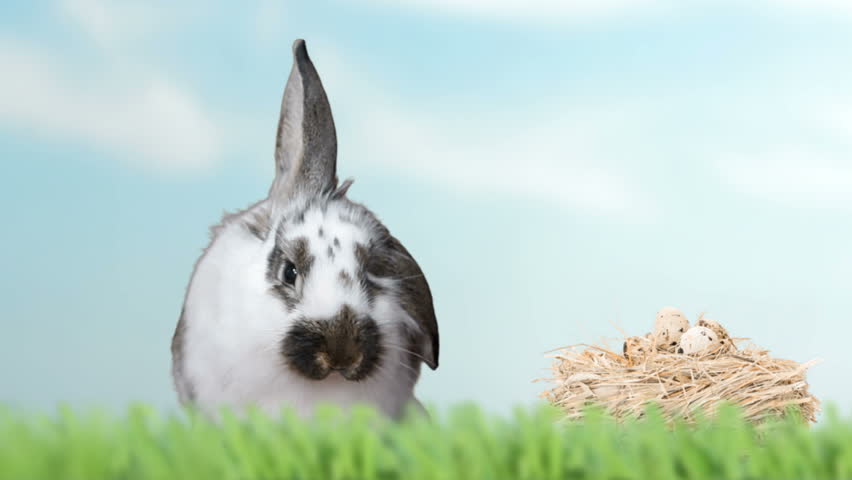 rabbit eggs Stock Footage Video (100% Royalty-free) 9402743 | Shutterstock