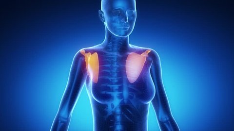 Scapula Bone Skeleton Xray Scan Blue Stock Footage Video (100% Royalty ...