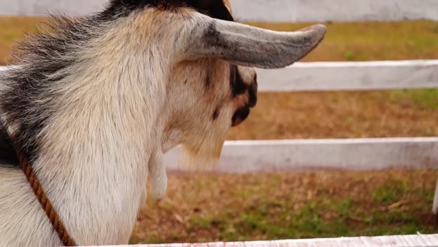Rope Tied Goat Headshot Stock Footage Video (100% Royalty-free) 9413123 ...