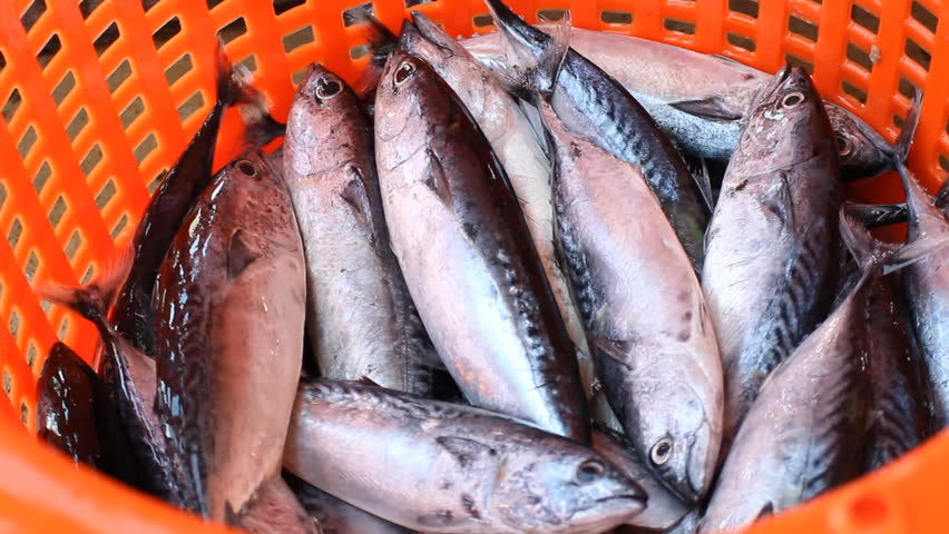 Fresh Fishes Form Andaman Sea Stock Footage Video (100% Royalty-free ...