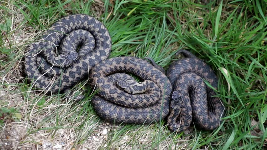 3 Adder Snakes Coiled up Stock Footage Video (100% Royalty-free ...