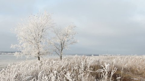 Winter Landscape Frozen Two Trees Old Stock Footage Video (100% Royalty ...